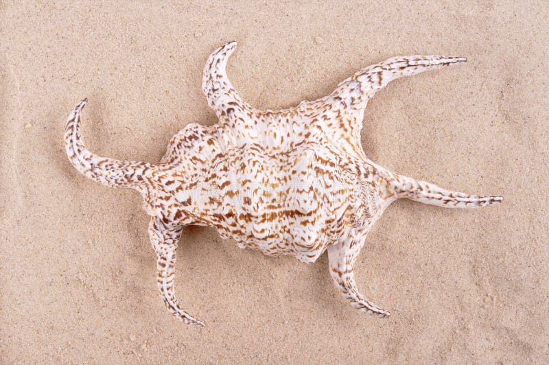 Beautiful Shell Rock on Shallow Sea Sand Close-up Stock Image - Image ...