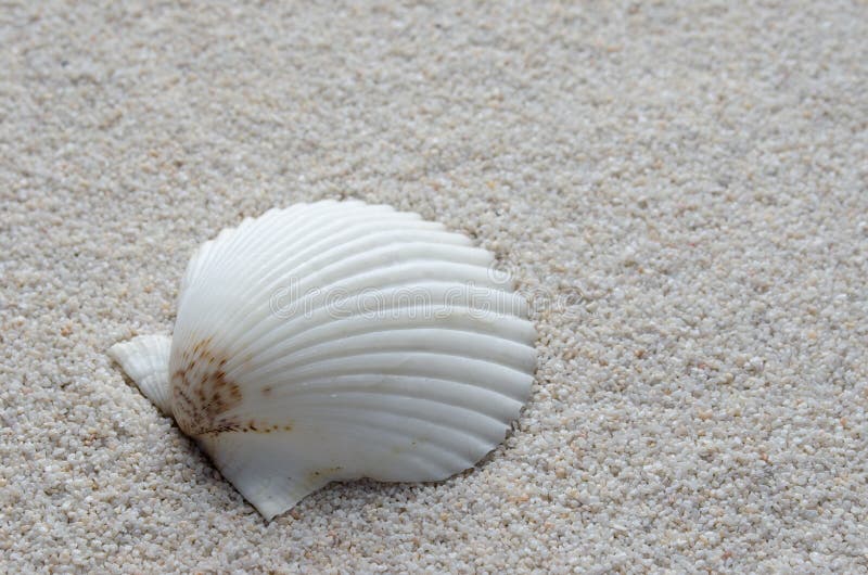 Single Shell in Sand stock image. Image of beach, beautiful - 99721637