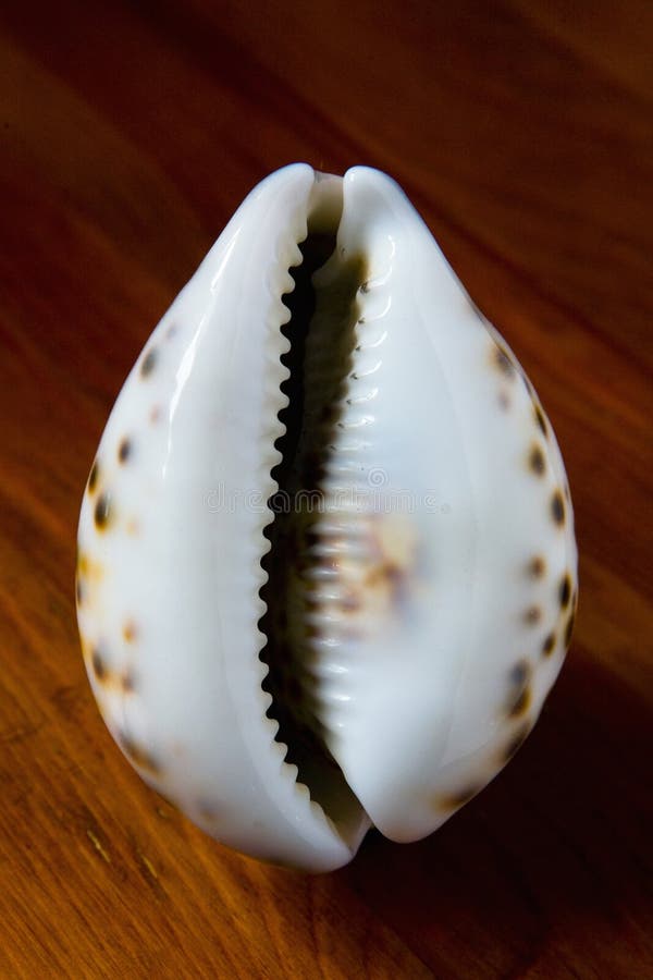 Beautiful Shell of Sea Shellfish Close-up. Stock Photo - Image of close ...