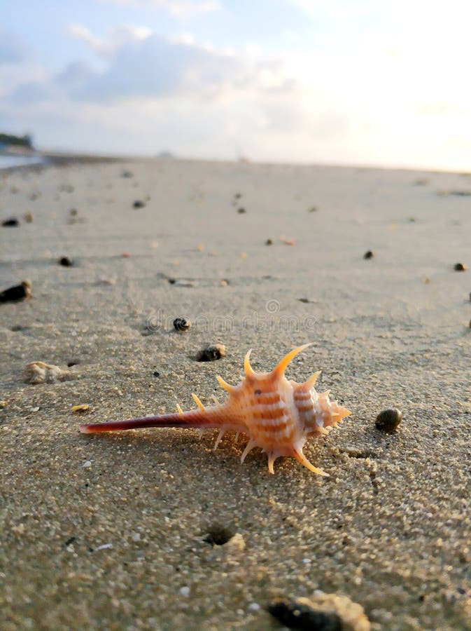 A Beautiful Shell with Sharp Thorns on the Sandy Shore of the Ocean ...