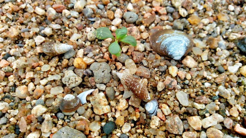 Beautiful Shell with Small Green Tree Wallpaper Stock Photo - Image of ...