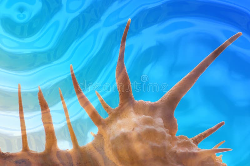 Beautiful seashell stock image. Image of geometric, marine - 3562339