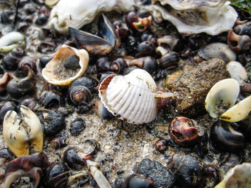 Beautiful Shell Washed Up To the Beach in England Stock Image - Image ...