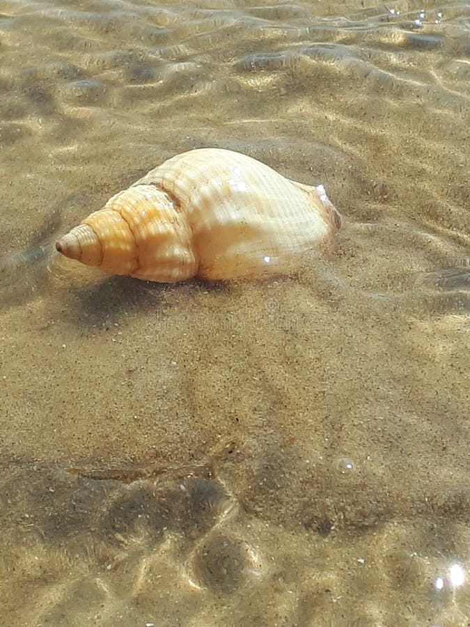 Beautiful Shell stock photo. Image of sand, shell, ocean - 96568508