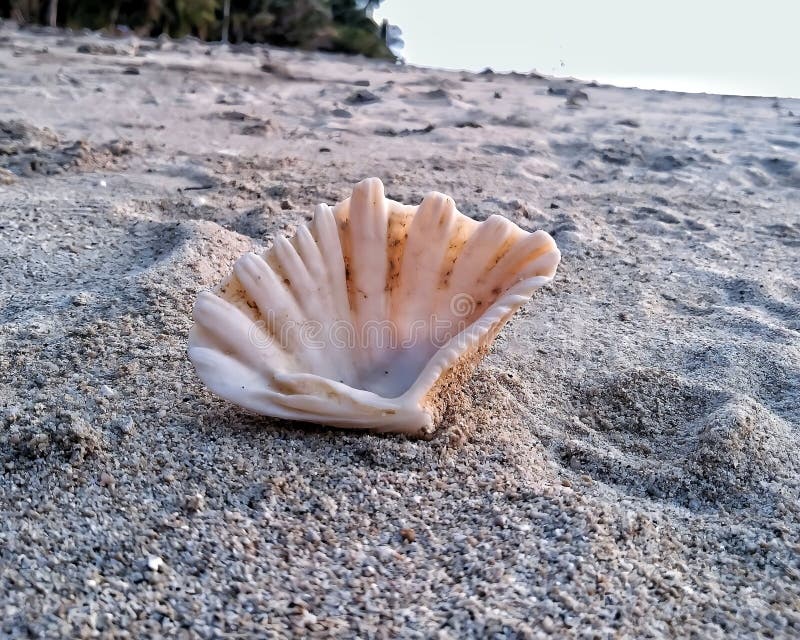 Beautiful Shell on White Sands Stock Photo - Image of beautiful, sands ...