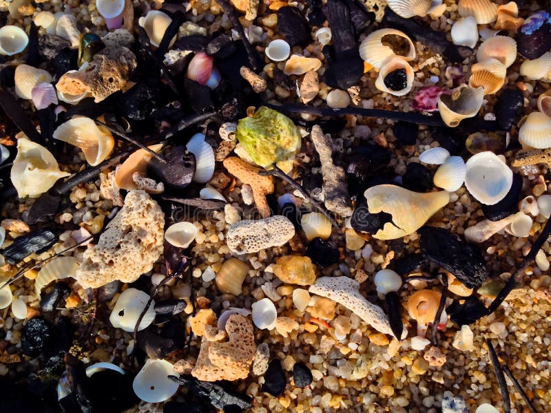 Beautiful Shellfish shell stock photo. Image of close - 53350802