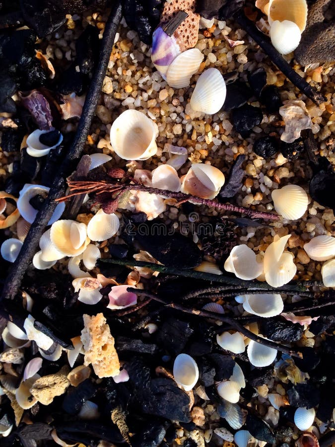 Beautiful Shellfish shell stock image. Image of shell - 53351329