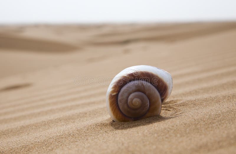 Beautiful shells stock photo. Image of beach, color, desert - 17808776