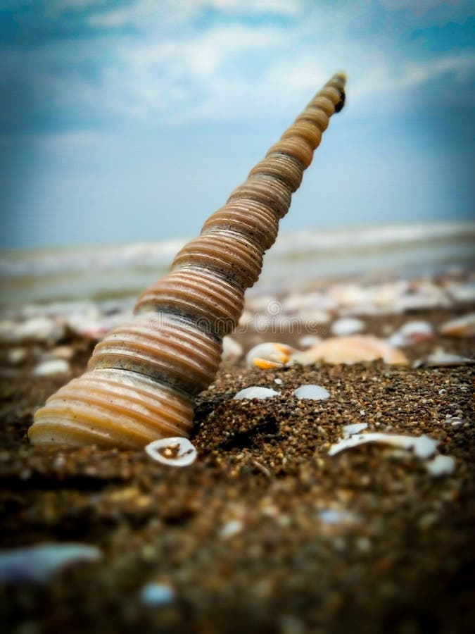 Beautiful Shells and Pearls Stock Image - Image of object, seaside ...