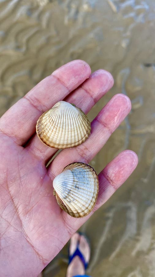 Beautiful Shells and White Snow Sparkle in the Sun Stock Photo - Image ...