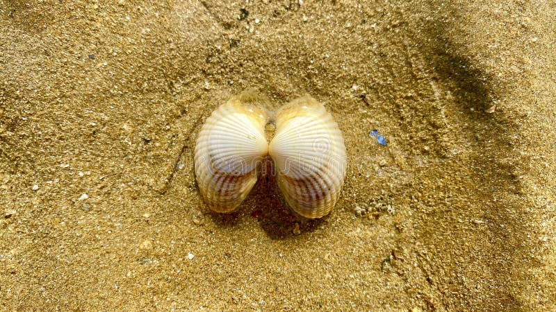 Beautiful Shells and White Snow Sparkle in the Sun Stock Photo - Image ...