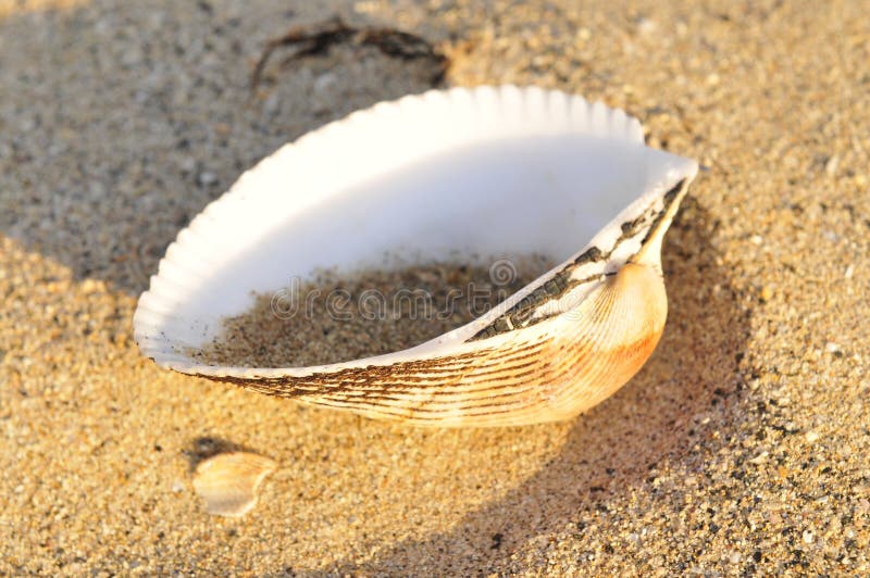 Beautiful Shells on the Beach Stock Photo - Image of exotic, coast ...