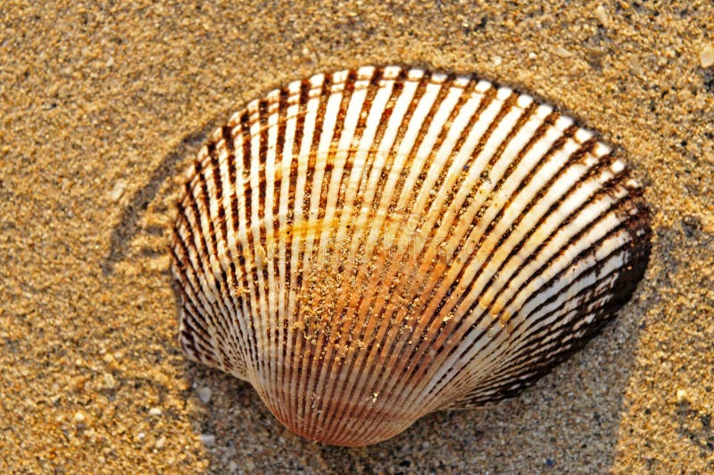Beautiful Shells on the Beach Stock Photo - Image of natural, halcyon ...