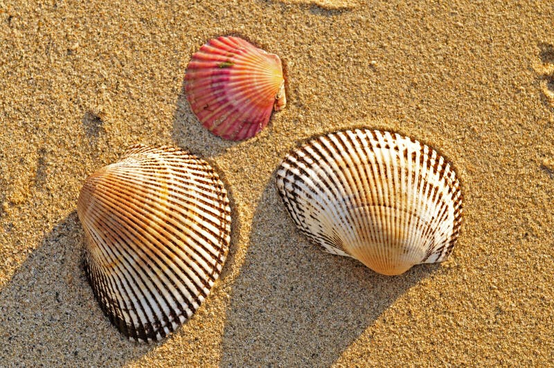 Beautiful Shells on the Beach Stock Image - Image of travel, fragile ...