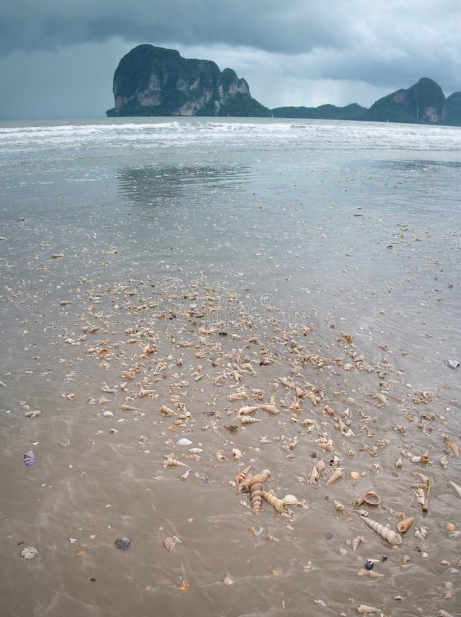 Beautiful Shells on the Beach with the Evening Sunlight. Stock Image ...