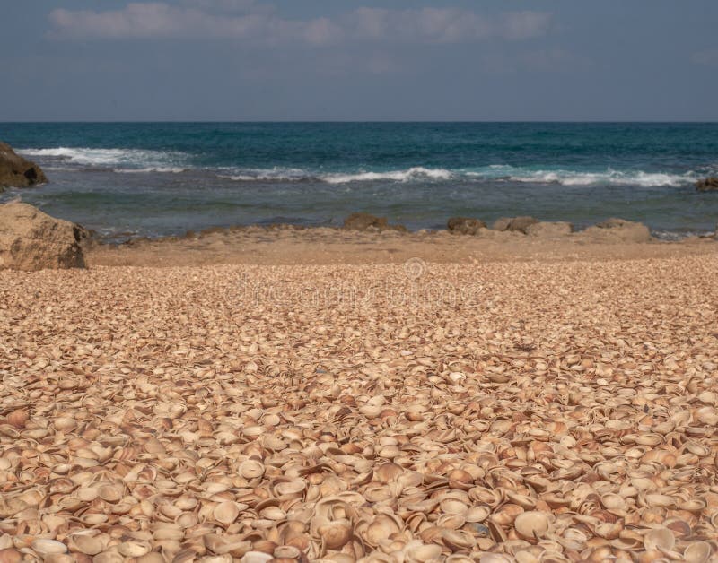 A beautiful shells beach stock image. Image of shells - 124543937