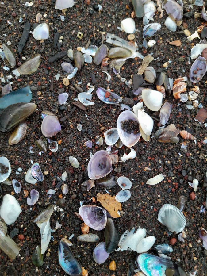 The Beautiful Shells at the Beach Stock Photo - Image of relax ...