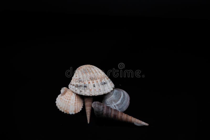Beautiful Shells on a Black Background with the Light Painting ...