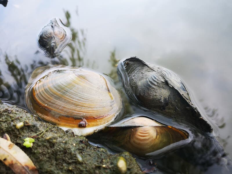 Beautiful shells stock photo. Image of beautiful, nature - 223745756