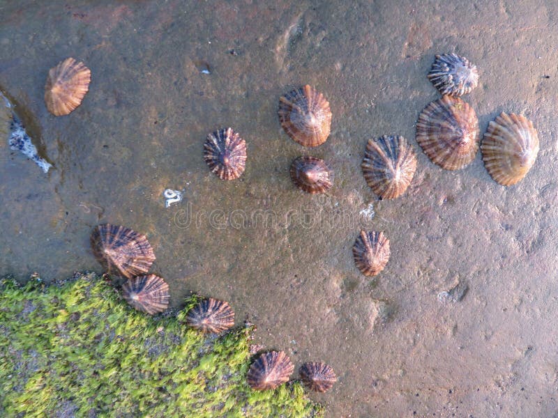 Conchas Moluscos Stock Photos - Free & Royalty-Free Stock Photos from ...