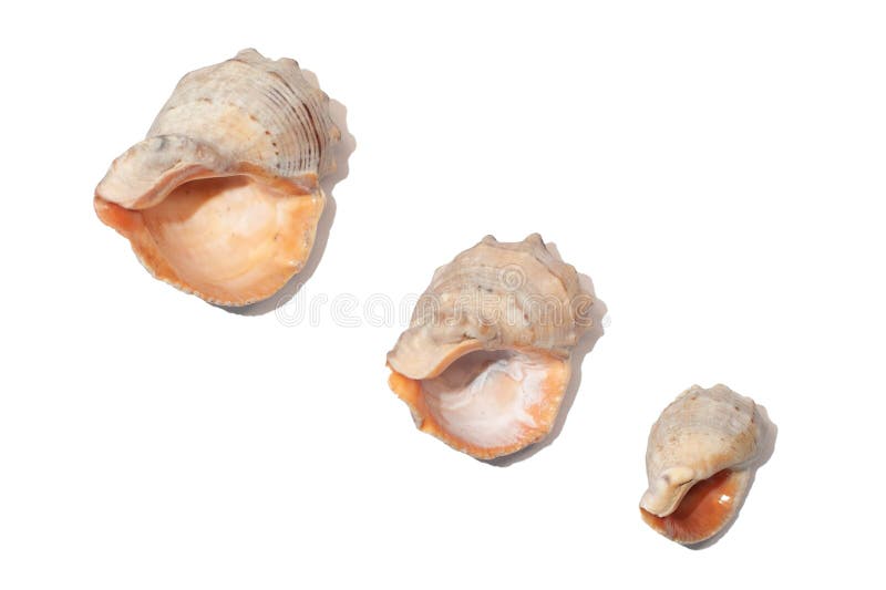 Beautiful Shells and White Snow Sparkle in the Sun Stock Photo - Image ...