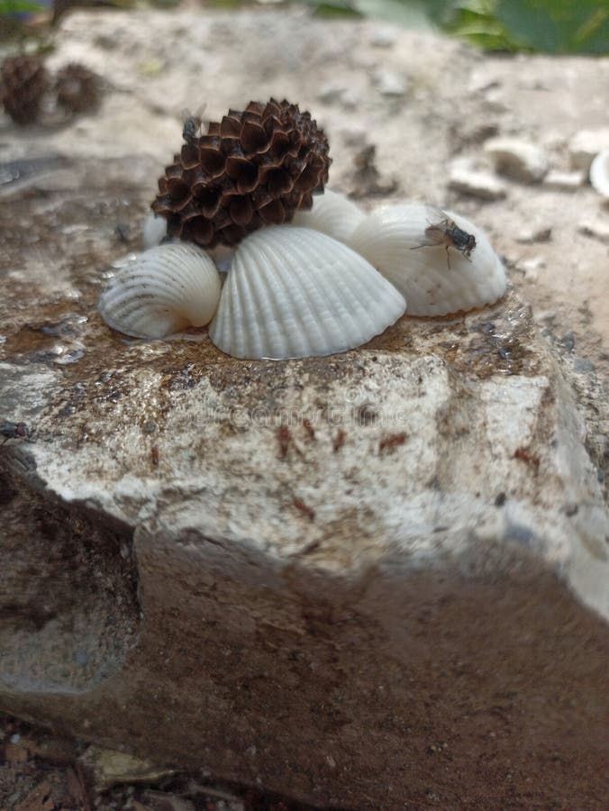 Beautiful shells and flies stock image. Image of shellfish - 298916575