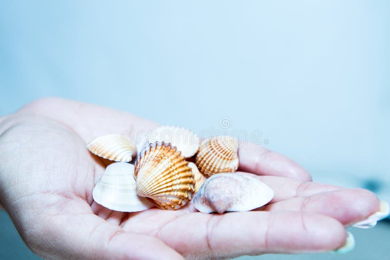 Beautiful Shells in a Hand stock photo. Image of beach - 96504558