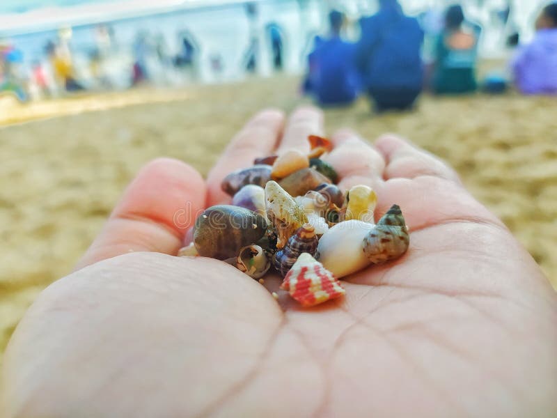 Beautiful Shells in My Hand Stock Image - Image of myhand, beach: 285311823
