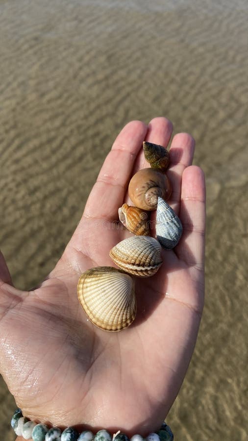 Beautiful Shells on the Beach in Arromanches-les-Bains Stock Image ...
