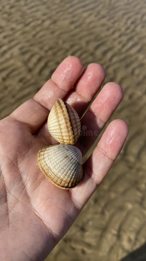 Beautiful Shells and White Snow Sparkle in the Sun Stock Photo - Image ...