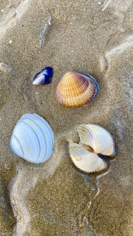 Beautiful Shells and White Snow Sparkle in the Sun Stock Photo - Image ...
