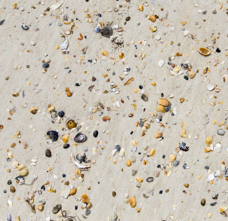 Beautiful Shells At The Sandy Beach Stock Photo - Image of sunshine ...
