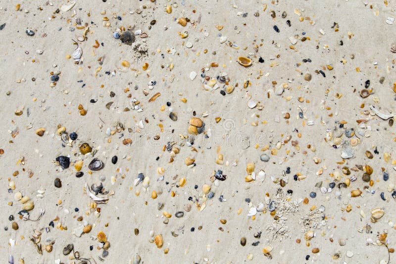 Beautiful Shells at the Sandy Beach Stock Photo - Image of mexico ...