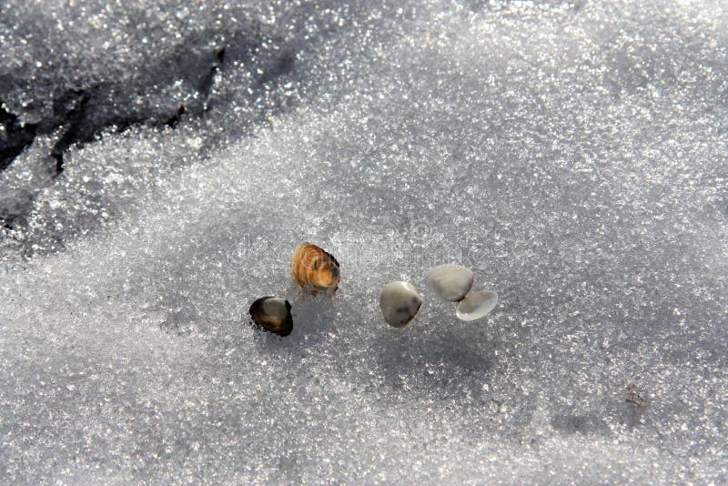 Beautiful Shells and White Snow Sparkle in the Sun Stock Photo - Image ...