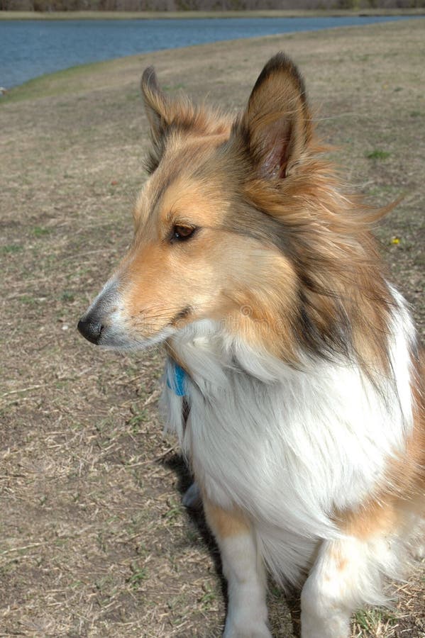 Beautiful Sheltie Sable Dog Stock Image - Image of hound, interfering ...