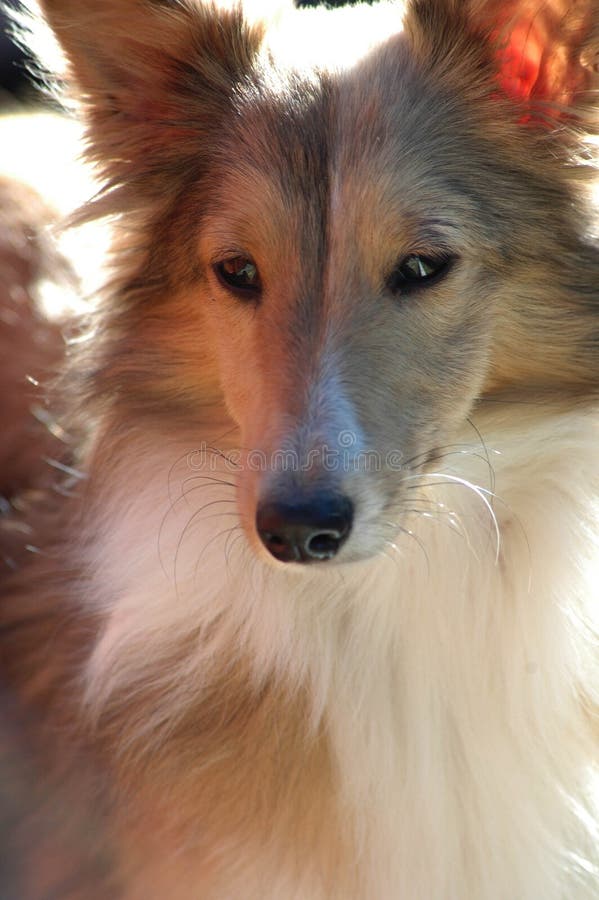 Beautiful Sheltie Sable Dog Stock Image - Image of hound, interfering ...
