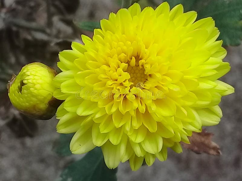The Beautiful Shewanti Flower. Stock Image - Image of petal, beautiful ...
