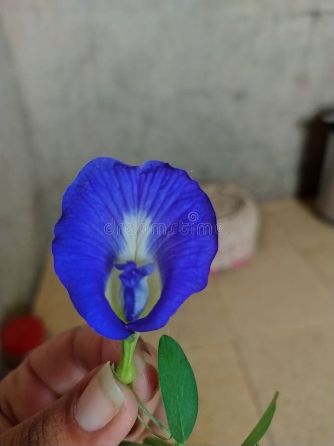 The Beautiful Shine Flowers Stock Photo - Image of karachi, abdul ...