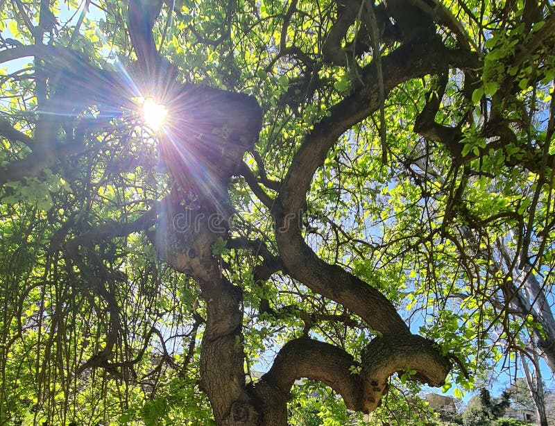 Beautiful shiner ray stock photo. Image of shiner, green - 258445862