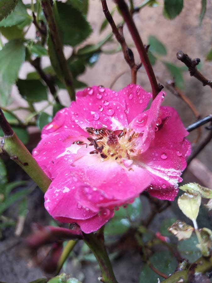 For a Beautiful Shining Pink Rose Stock Image - Image of branch, petal ...