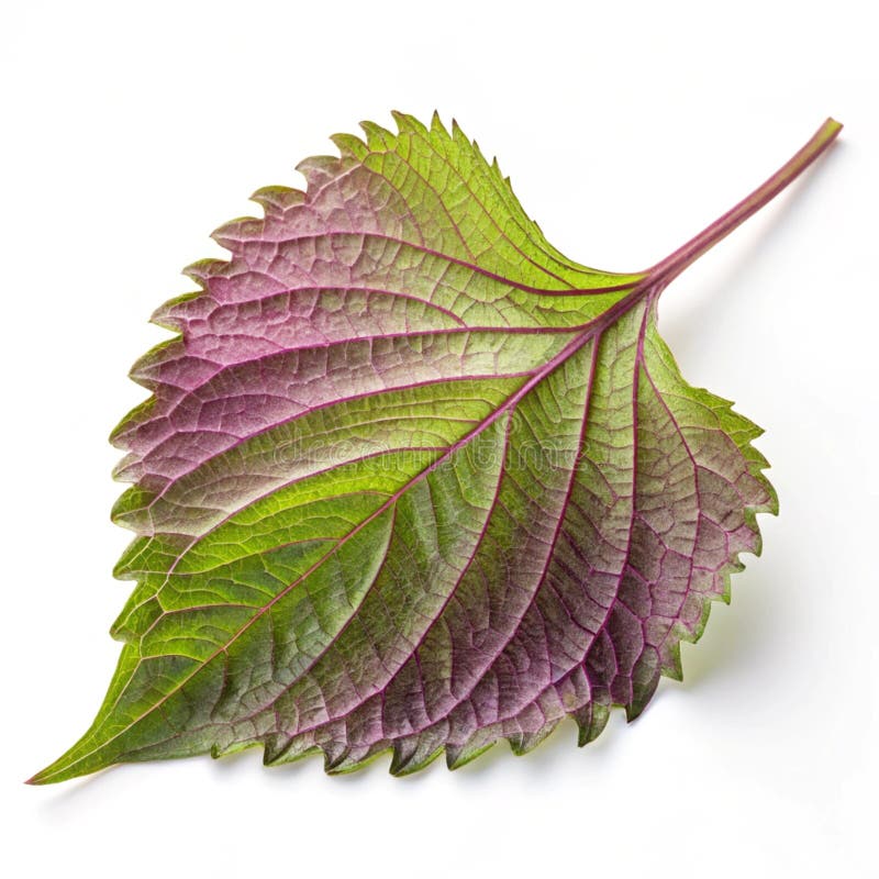 Beautiful Shiso Perilla Isolated on Transparent Background Stock ...