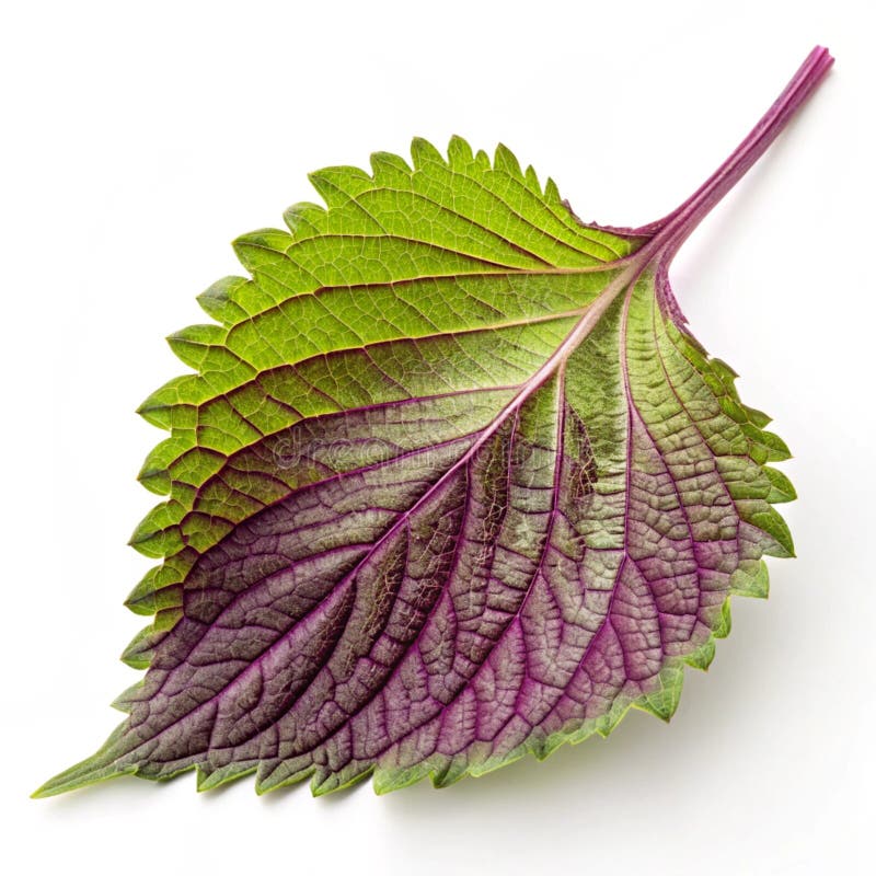 Beautiful Shiso Stock Illustrations – 18 Beautiful Shiso Stock ...