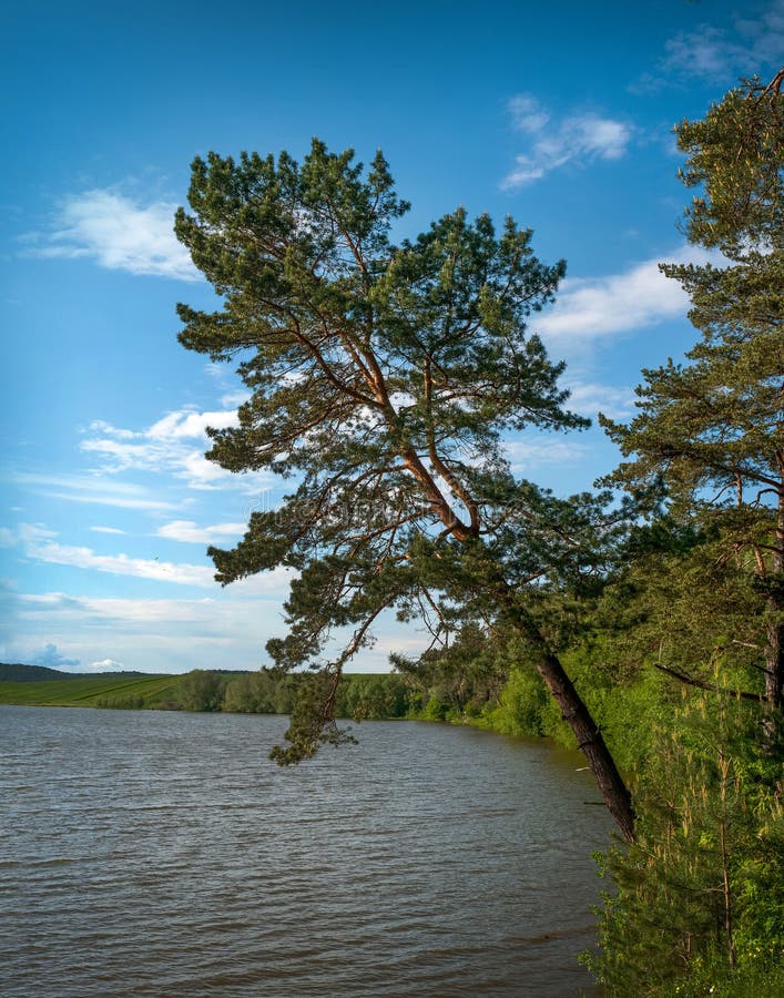 Shore with Tall Pine Trees and Pond. Pine Tree Leaning Over Water Stock ...