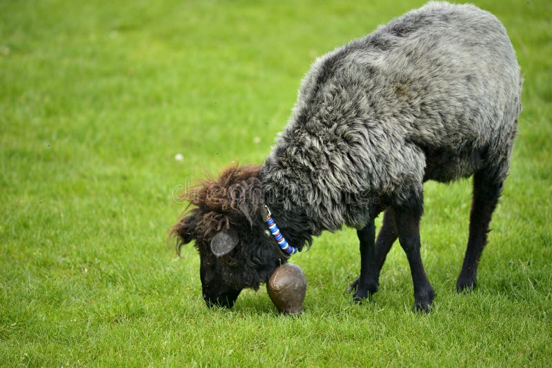 Beautiful Short Grey Sheep Grazing Grass Stock Photo - Image of breed ...