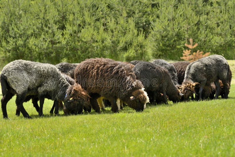 Beautiful Short Grey Sheep Grazing Grass Stock Photo - Image of grazing ...