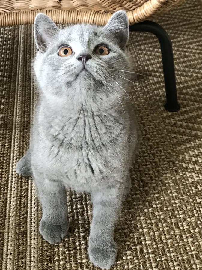 Beautiful Short Hair Cat Face Stock Photo - Image of beautiful ...