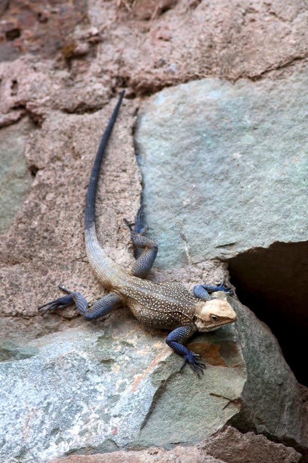 Agama lizard stock image. Image of wild, reptile, large - 118116207