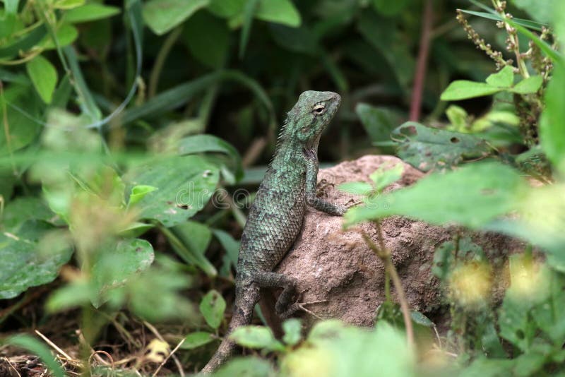 Agama, Lizard, a Genus of Long-tailed, Insectivorous Old World Lizards ...