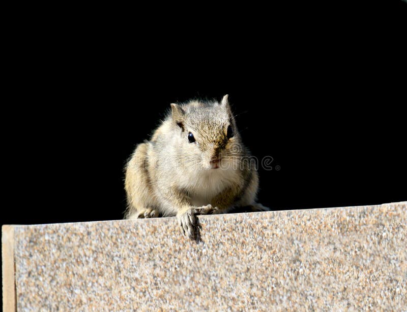 Alert squirrel stock image. Image of squirrel, outdoor - 106592145