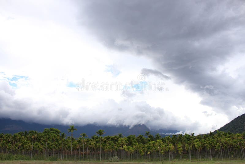 Beautiful Shot of Aligned Trees in a Forest Amid the Mountains Under ...